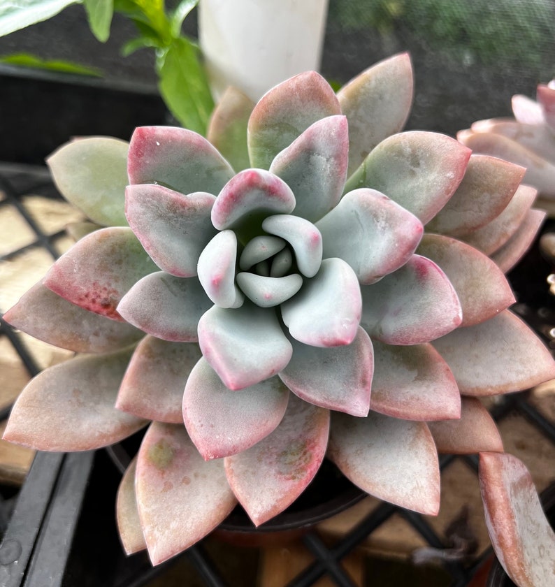 Graptoveria Opalina Pink Succulent Rare Live Plant in - Etsy
