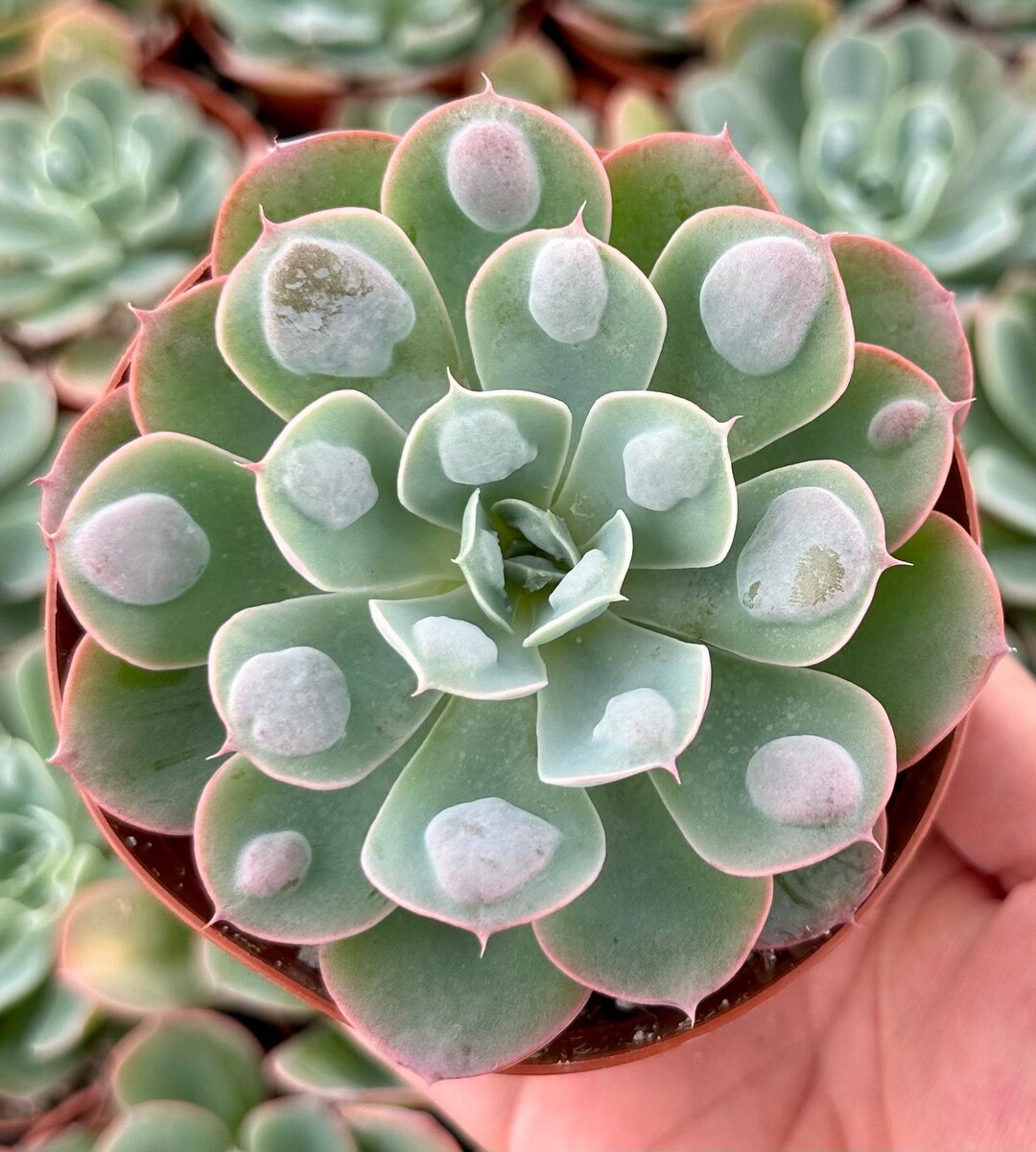 Echeveria Raindrops, Rare Succulent, Rooted Plant in 3", 4'', 6'' Pot - Etsy