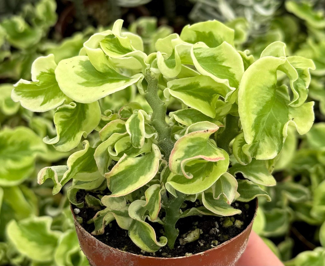 Curly Devil's Backbone, Variegated Succulent, Live Plant in 2.5" Pot - Etsy
