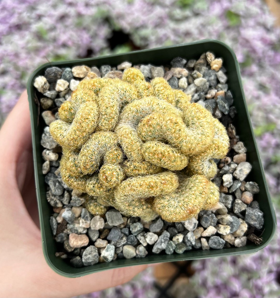 Golden Brain Cactus, Red Brain Cactus, Crested Cactus, Mammillaria ...