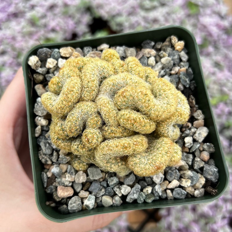 Golden Cactus - Etsy