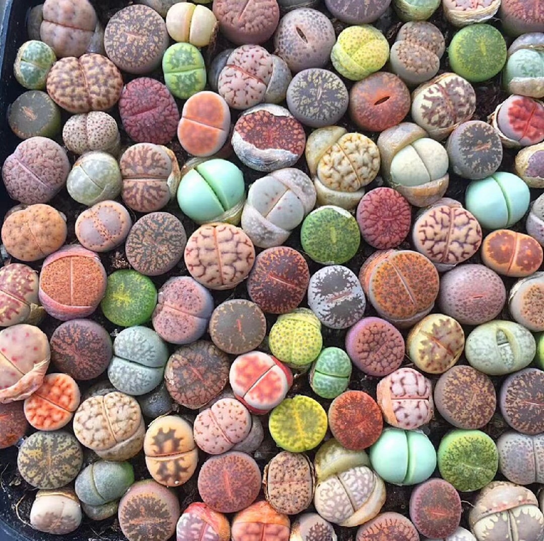 Lithop Seeds Mix, Living Stones Seeds, Colorful Mini Succulent ...
