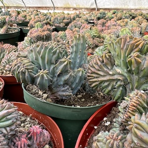 Blue Candle Crested Cactus, Blue Myrtle Crested Cactus, Myrtillocactus ...