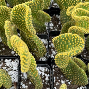 Golden Wavy Cactus, Swirl Cactus, Opuntia Microdasys Monstrosus, Small ...