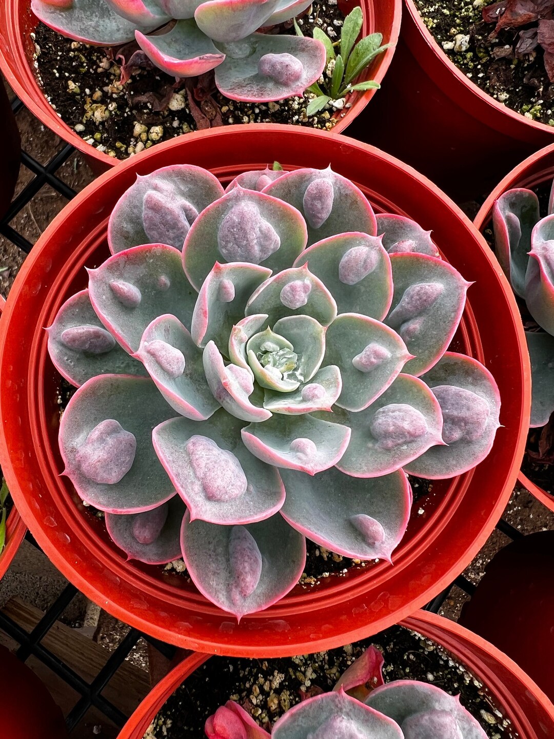 Echeveria Raindrops Rare Succulent Rooted Plant in - Etsy