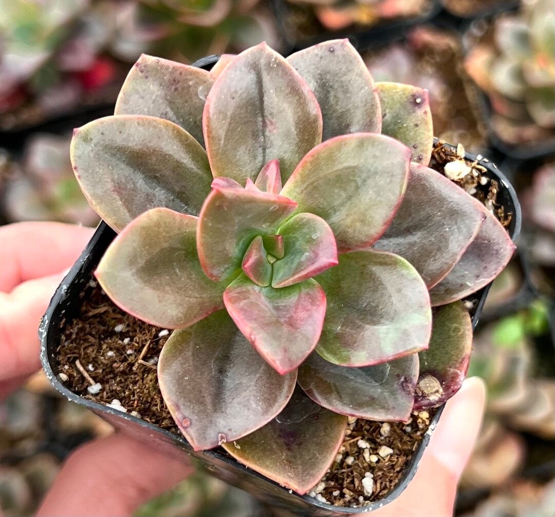 Echeveria Chroma 2”pot Live Succulents - Etsy