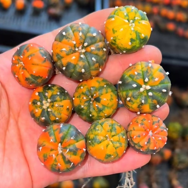 Variegated Astrophytum - Etsy