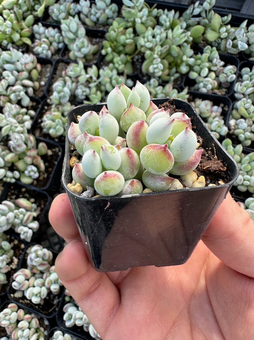 Cotyledon Pendens Trailing Succulent Small Live Plant in - Etsy