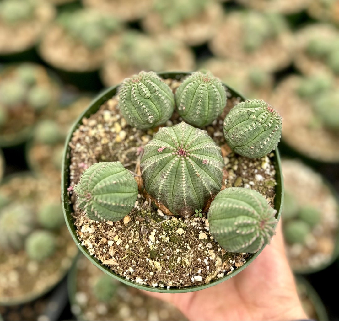 Baseball Plant, Euphorbia Obesa, Rare Plant, Cactus Cluster, Potted Succulent in 3.5'', 6" Pot ...
