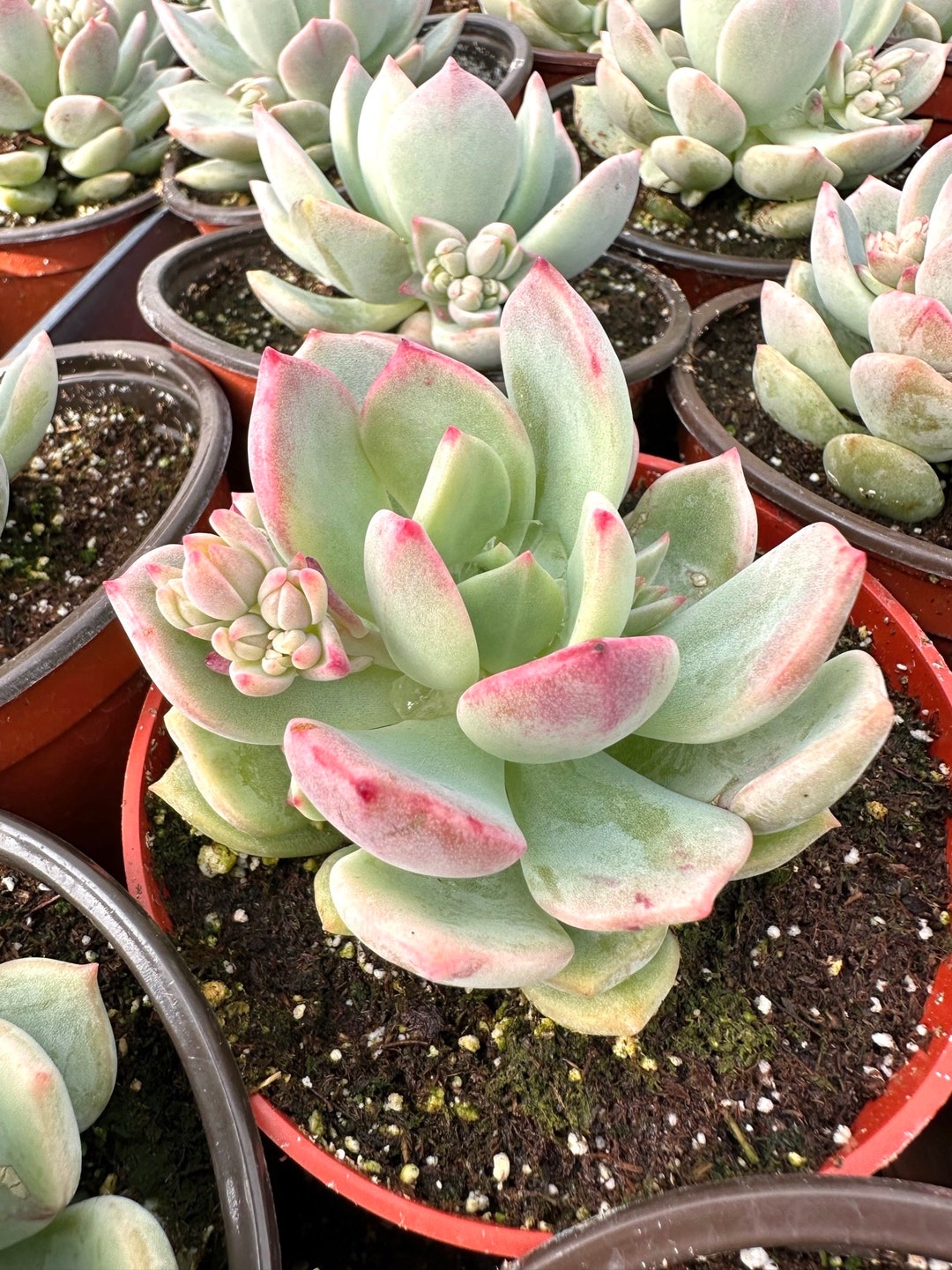 Pachyveria Draco, Pink Succulent, Live Plant in 4'' Pot - Etsy