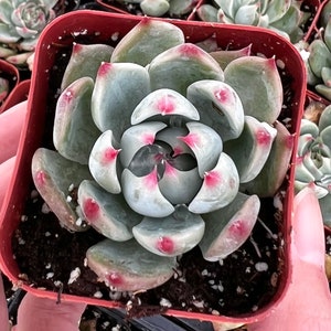 Echeveria Colorata, Pink Succulent, Live Potted Plant in 2'', 4'' Pot ...