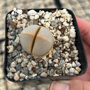 Dinteranthus Wilmotianus Lithop, Living Stone, Split Rock, Pebble Plant ...