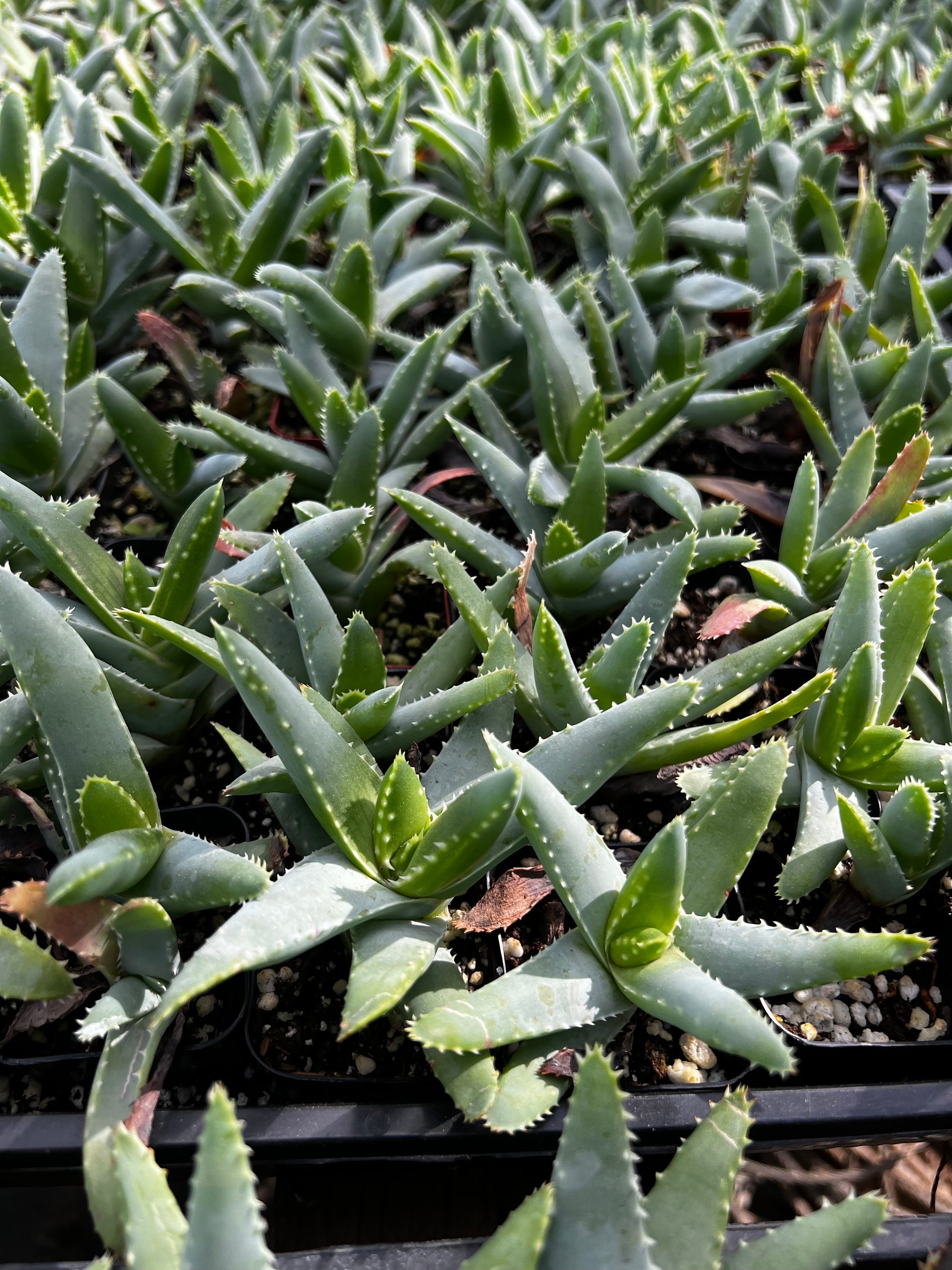 Aloe Brevifolia, Short-leaf Aloe, Crocodile Plant, Live Succulent in 4 ...