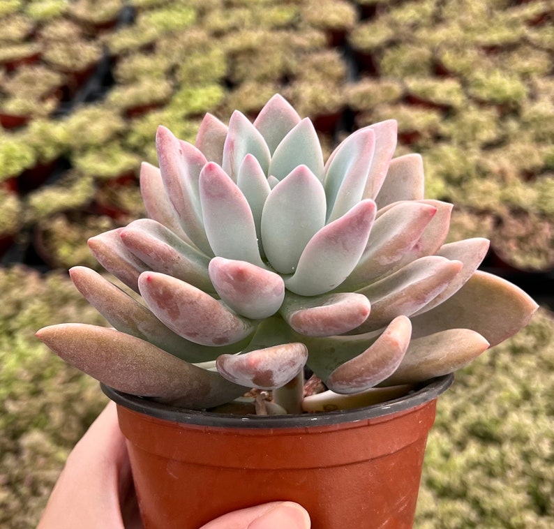 Graptoveria Opalina Pink Succulent Rare Live Plant in - Etsy