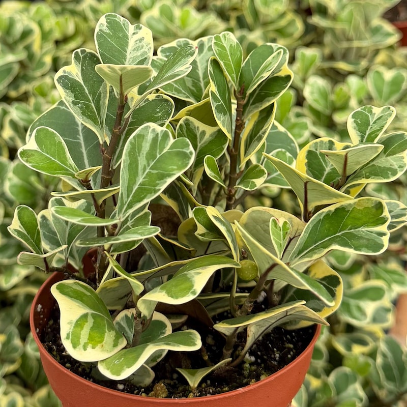 Oxalis Triangularis - Etsy