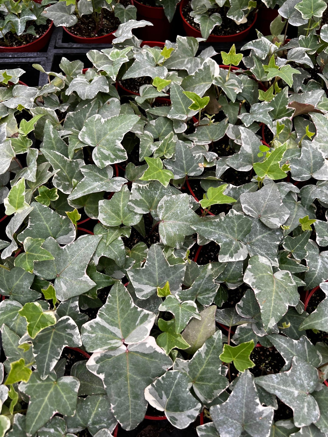 Glacier English Ivy, Trailing Plant, Climbing Plant, Easy Care House ...