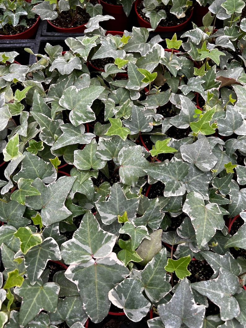 Glacier English Ivy Trailing Plant Climbing Plant Easy Care - Etsy
