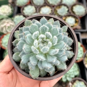 Echeveria Setosa Mexican Firecracker, Exotic Succulent, Fuzzy Plant in 2'', 4" Pot - Etsy