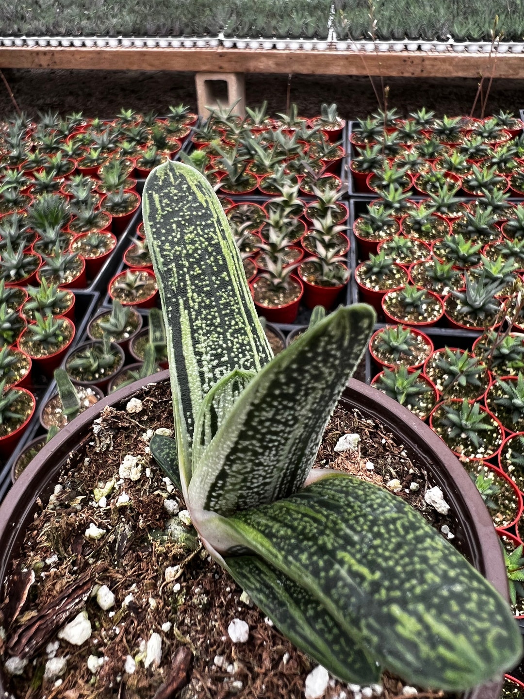 Gasteria Little Warty, Rare Succulent, Live Plant in 4'' Pot - Etsy