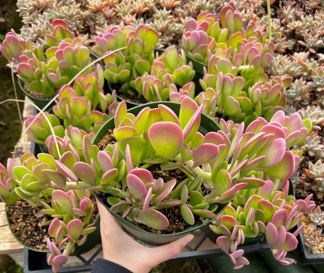 Weeping Jade, Trailing Jade, Variegated Succulent, Home Decor Plant ...