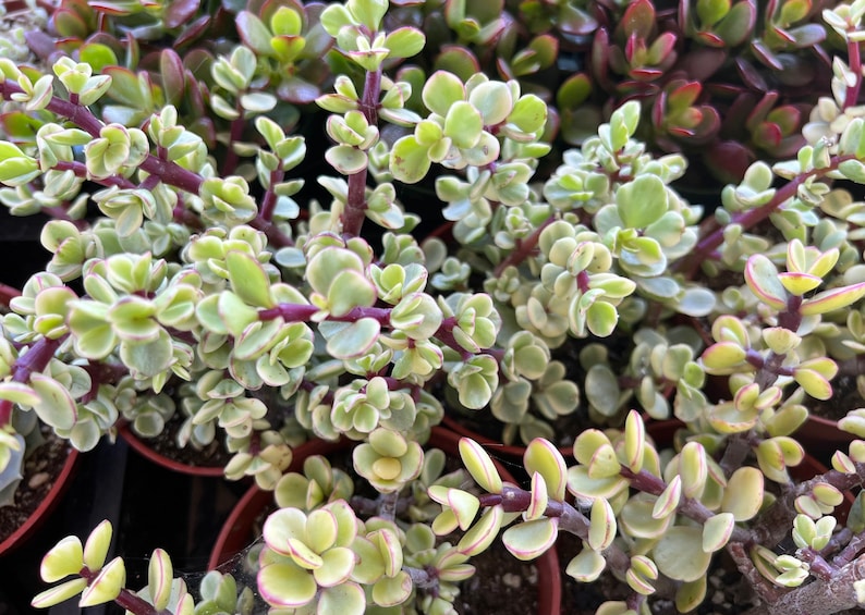 Variegated Elephant Bush Portulacaria Afra Succulent Tree - Etsy