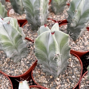 Grey Ghost Organ Pipe, Stenocereus Pruinosus, Rare Cactus in 2", 4", 6 ...