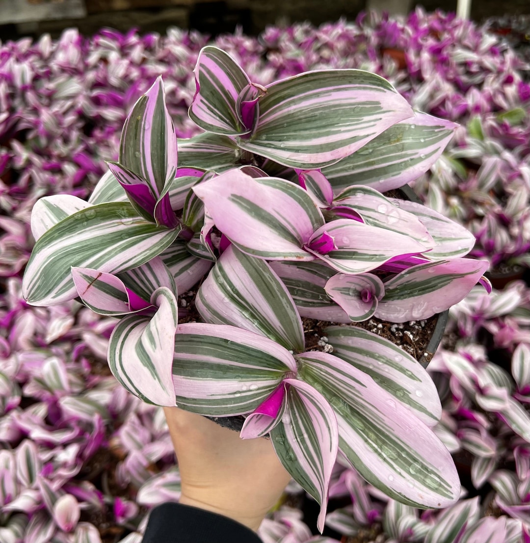 Pink Wandering Jew, Tradescantia Nanouk, Rare Houseplant in 2", 4'', 6 ...