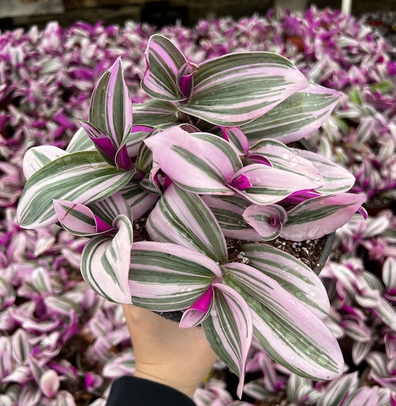 Wandering Jew