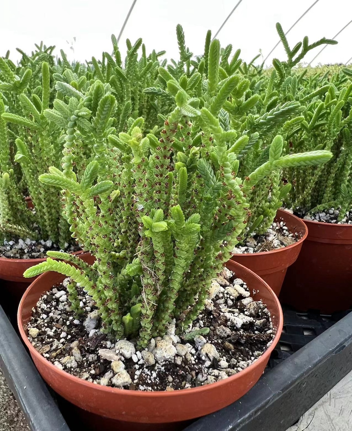 Giant Watch Chain, Princess Pine, Live Potted Succulent in 4" Pot - Etsy