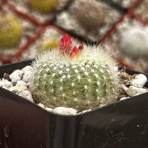 Red Crown Cactus, Fire Crown Cactus, Rebutia Minuscula, Blooming Cactus ...
