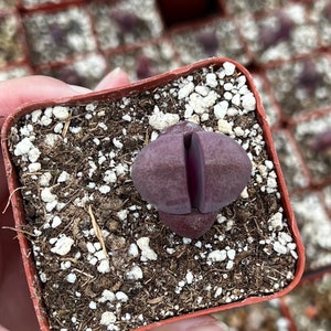 Pleiospilos Royal Flush, Purple Rare Succulent, Purple Lithop, Small ...