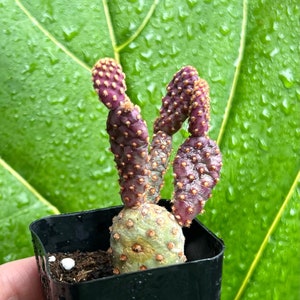 Mini Cinnamon Cactus, Opuntia Rufida Minima, Rare Cactus, Small ...