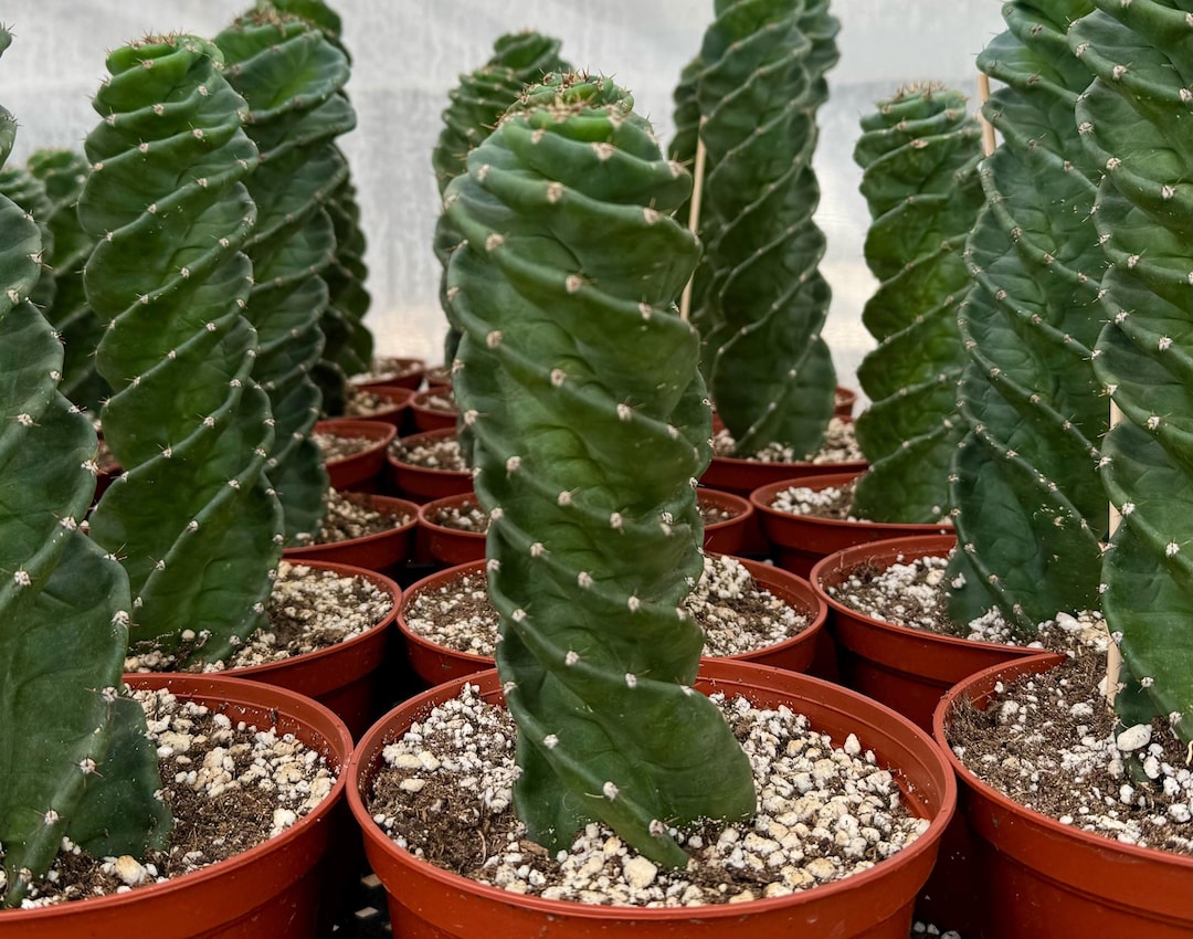 Spiral Cactus, Cereus Forbesii Spiralis, Rare Cactus in 4", 6" Pot - Etsy