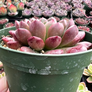Graptoveria "bashful", Pink Ruby, Rooted Succulent, Small Plant Gift ...