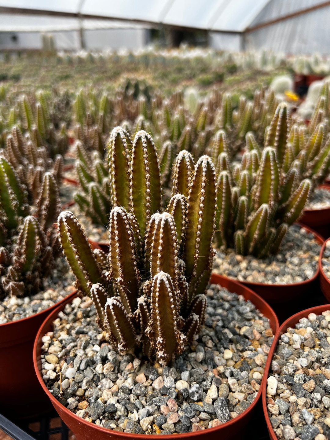 Fairy Castle Cactus, Cactus Clusters, Live Plant in 6" Pot - Etsy