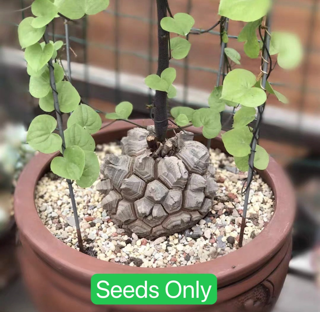 Dioscorea Elephantipes Seeds Elephant's Foot Exotic - Etsy