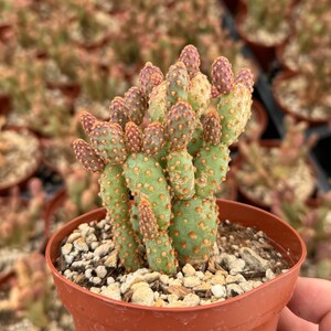 Mini Cinnamon Cactus, Opuntia Rufida Minima, Rare Cactus, Small ...