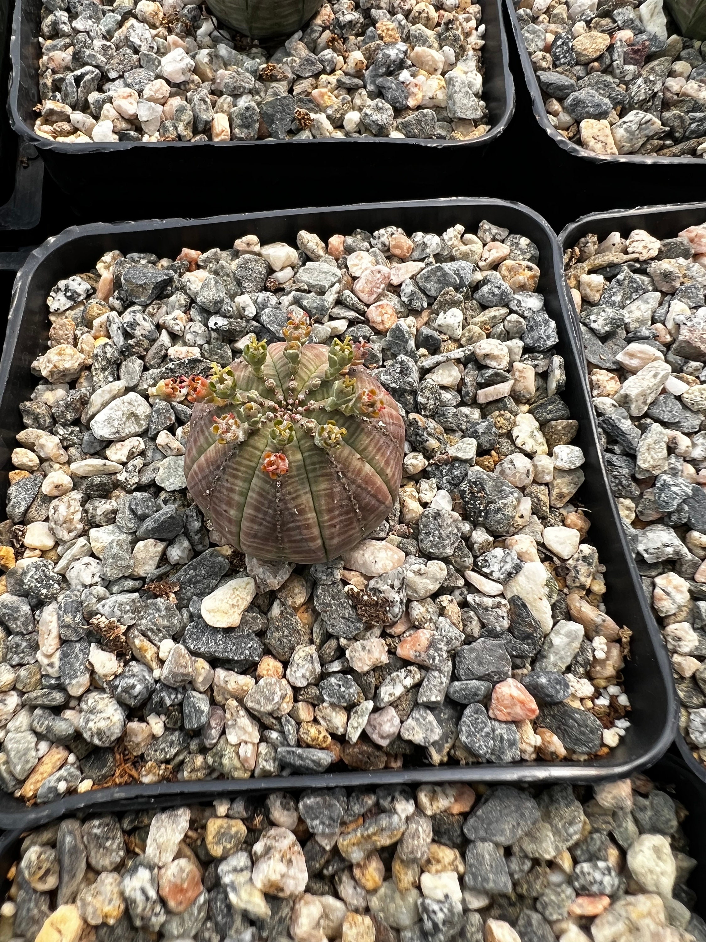 Euphorbia Obesa Hybrid, Baseball Plant, Rare Cactus, Live Succulent in ...