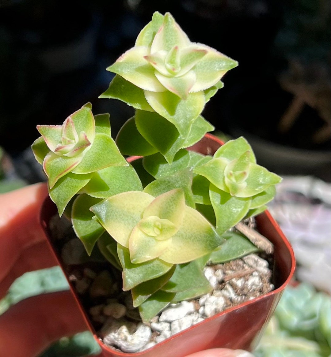 String of Buttons, Trailing Succulent, Rooted Live Plant in 2'' Pot - Etsy