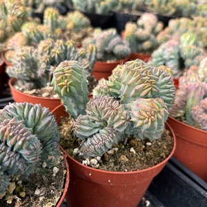 Blue Candle Crested Cactus, Blue Myrtle Crested Cactus, Myrtillocactus ...