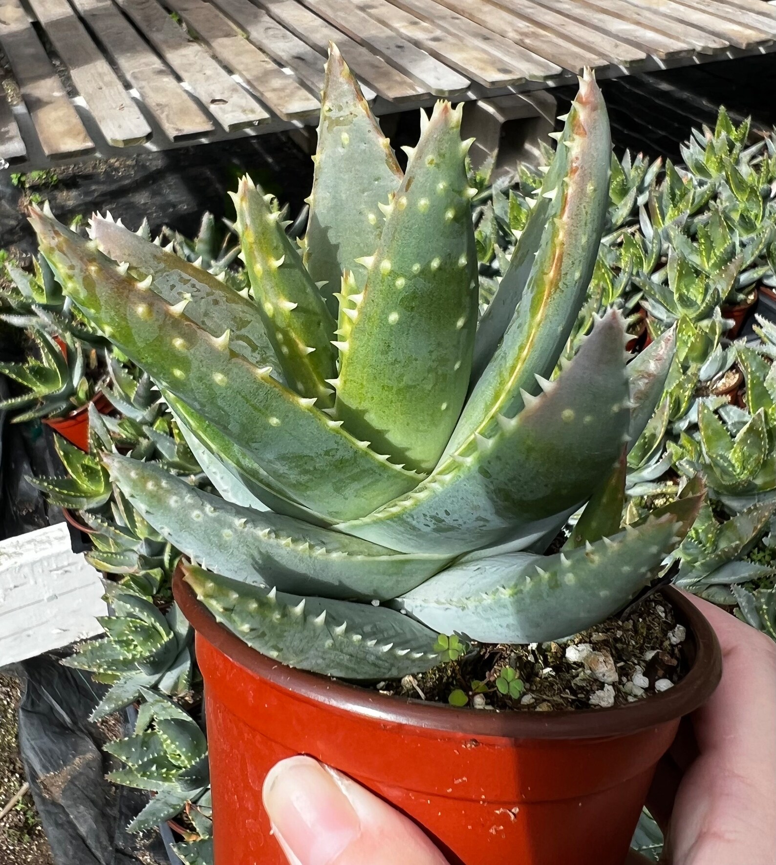 Aloe Brevifolia, Short-leaf Aloe, Crocodile Plant, Live Succulent in 4 ...