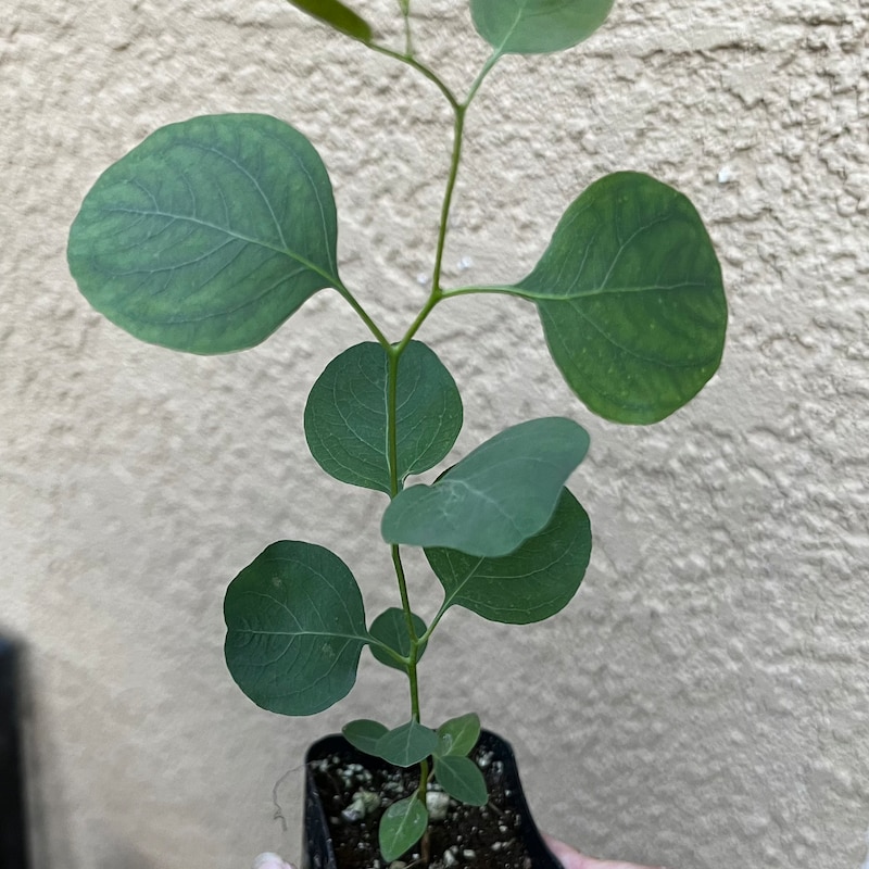 Dollar Tree Small Trees - Etsy