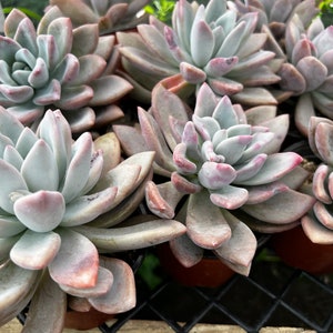 Graptoveria Opalina, Pink Succulent, Rare Live Plant in 4'' Pot - Etsy