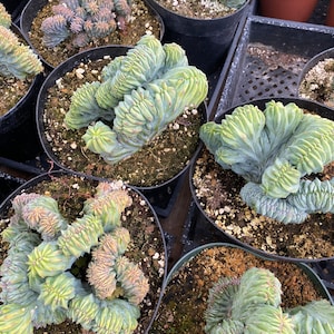 Blue Candle Crested Cactus, Blue Myrtle Crested Cactus, Myrtillocactus ...