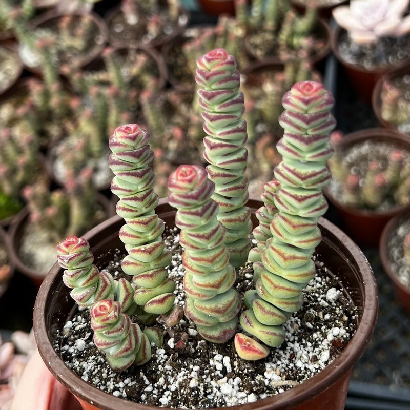 Cactus Plants Pagoda - Etsy