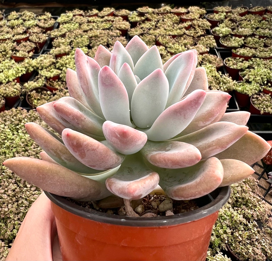 Graptoveria Opalina, Pink Succulent, Rare Live Plant in 4'' Pot - Etsy