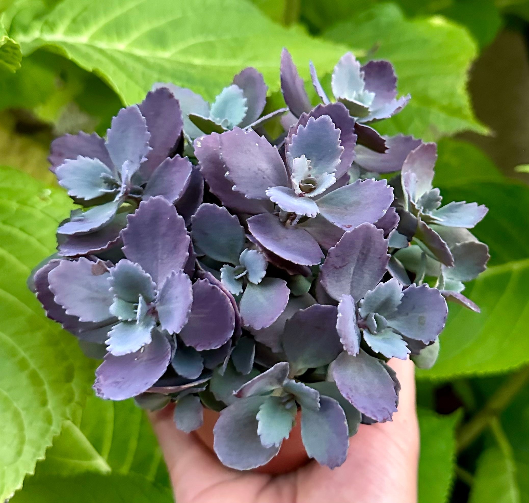 Purple Sedum Ground Cover