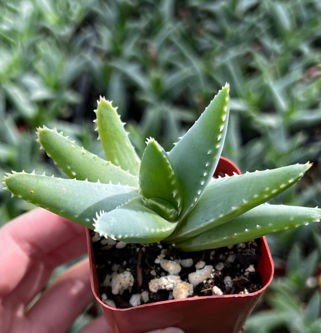 Aloe Brevifolia, Short-leaf Aloe, Crocodile Plant, Live Succulent in 2 ...