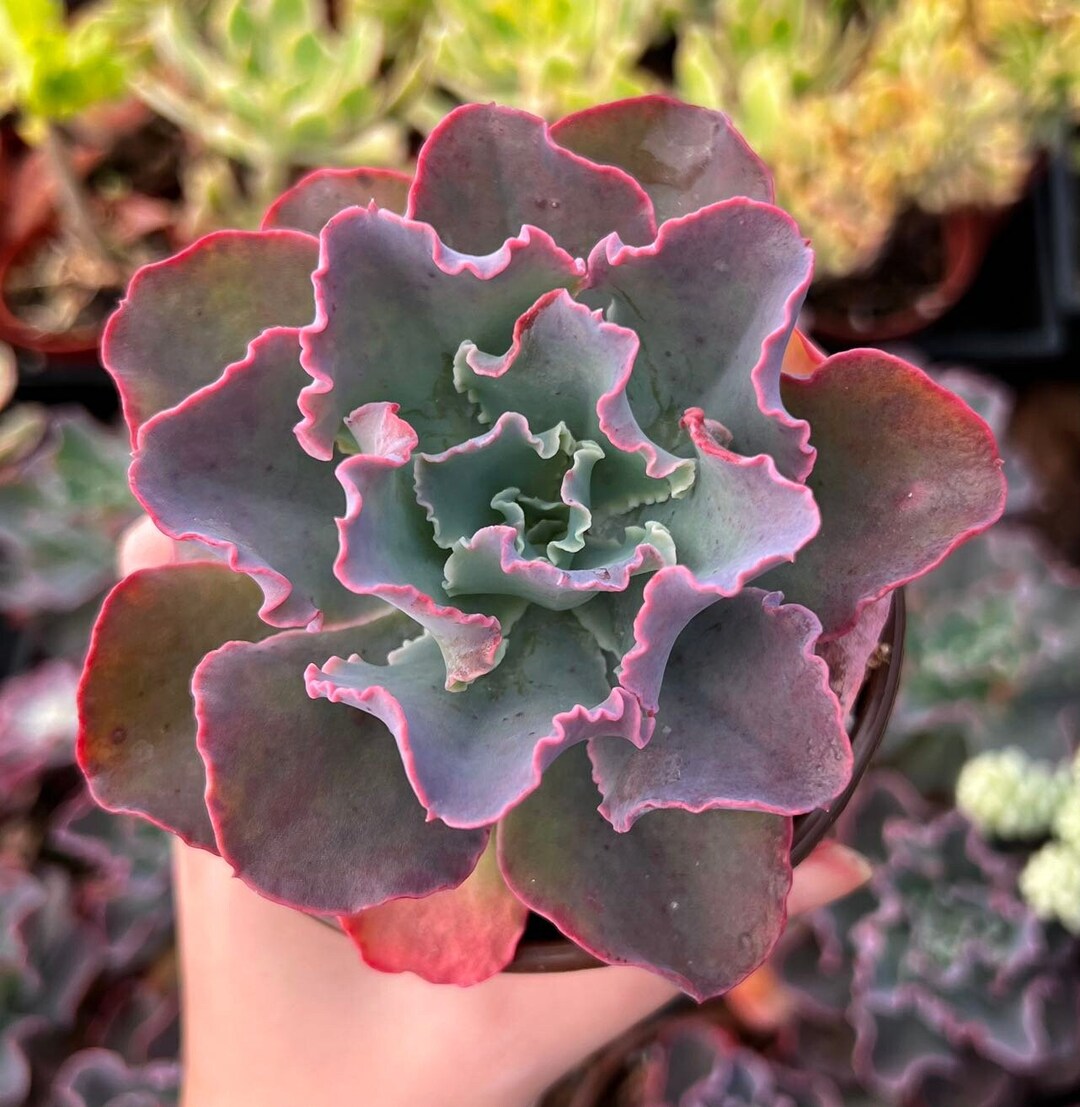 Echeveria Blue Curls, Echeveria Gibbiflora, Rare Succulent, Live Plant in 4" Pot - Etsy