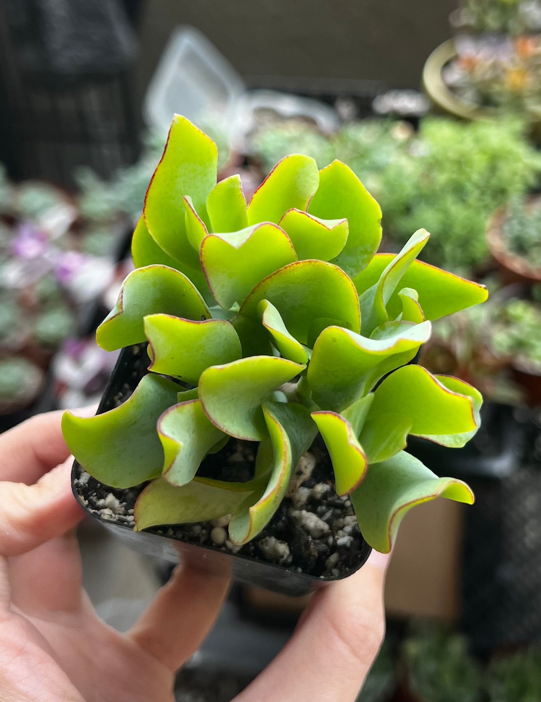 Ripple Jade, Silver Dollar Jade, Crassula Arborescens Undulatifolia ...